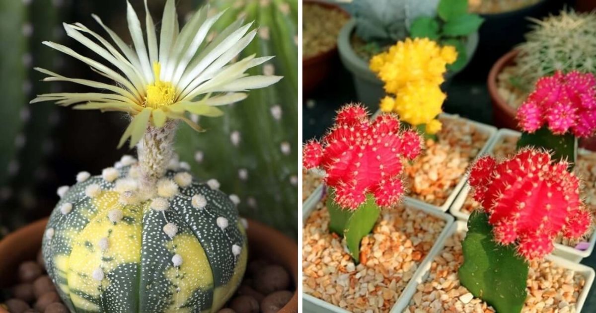 13 Low-Maintenance Succulents And Cacti to Grow Indoors Easily