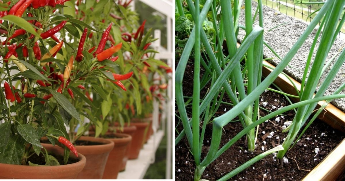 12 Popular Spices You Can Grow Easily In Pots