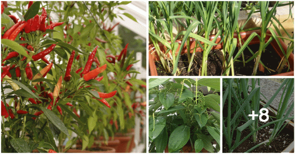 12 Popular Spices You Can Grow Easily In Pots