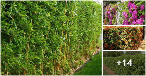 18 Plants For Living Privacy Screens With A Lush Green Look