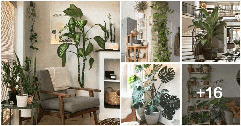 21 Inspiring Indoor Plant Corner Ideas