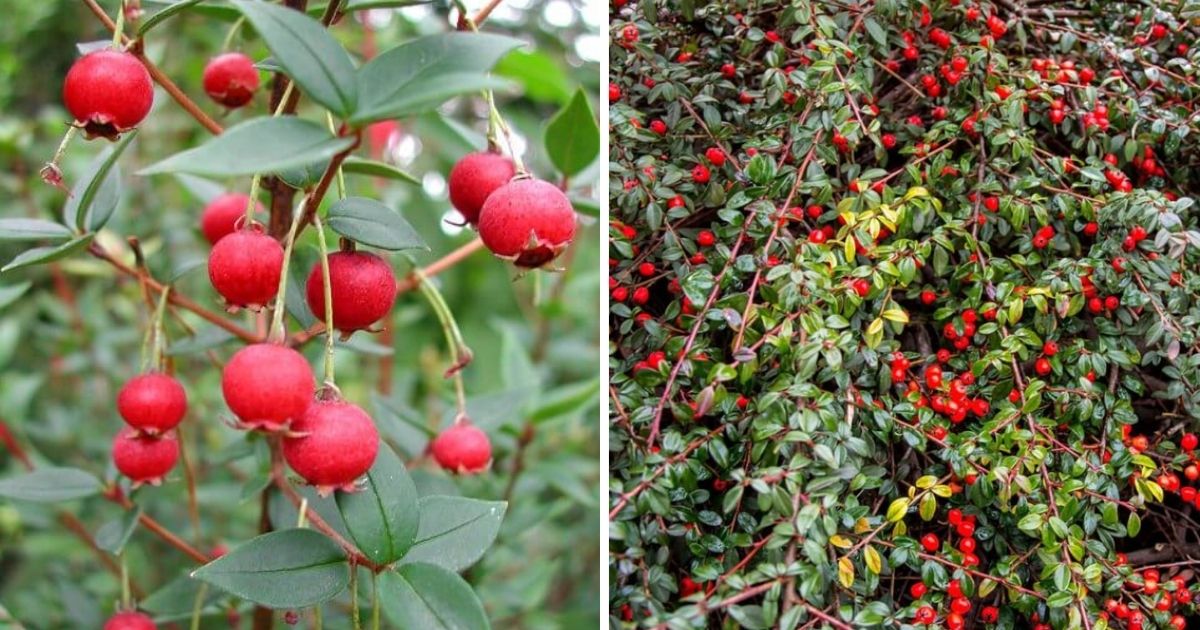 8 Beautiful Evergreen Shrubs With Red Berries