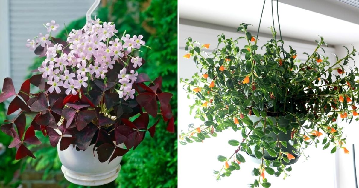 14 Beautiful Indoor Flowers You Can Grow During Winter Days