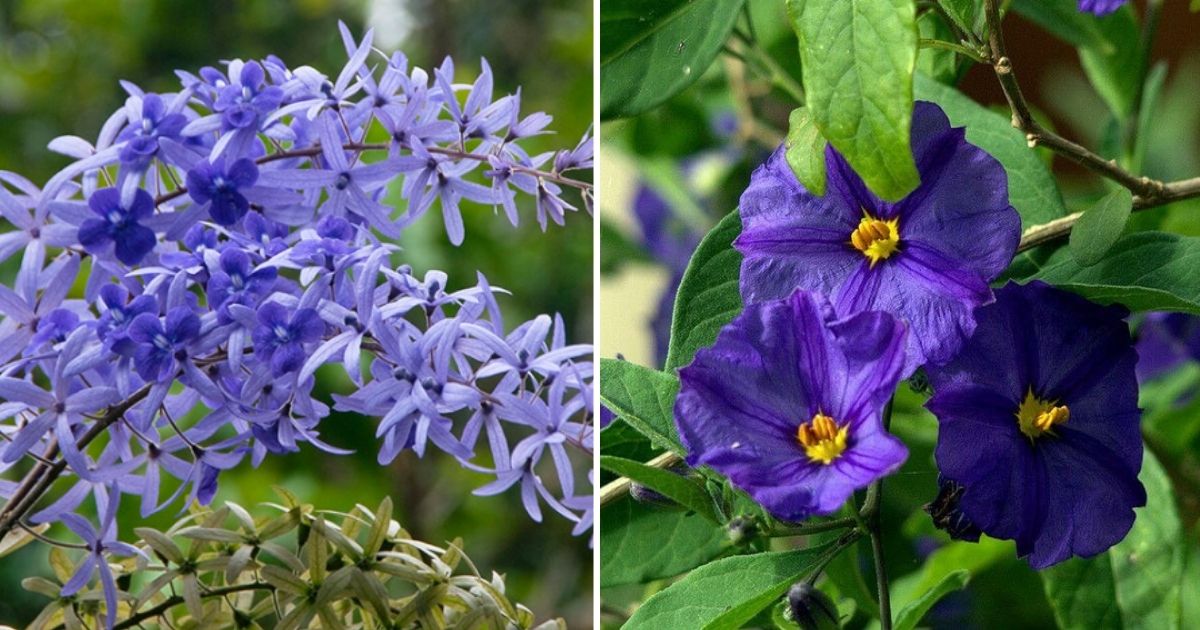 11 Beautiful Vining Plants with Striking Blue Flowers