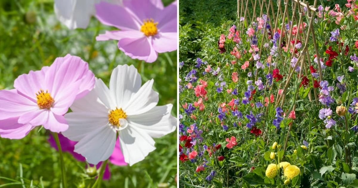 11 Beautiful Vining Plants That Offer Blue Flowers