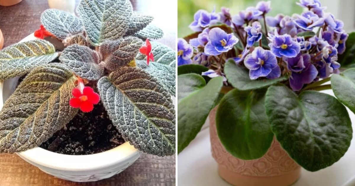 9 Easy-To-Grow Indoor Flowers For Beginners