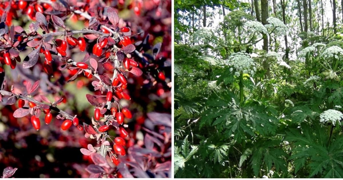 12 Most Invasive Plant Species That Threaten Your Garden