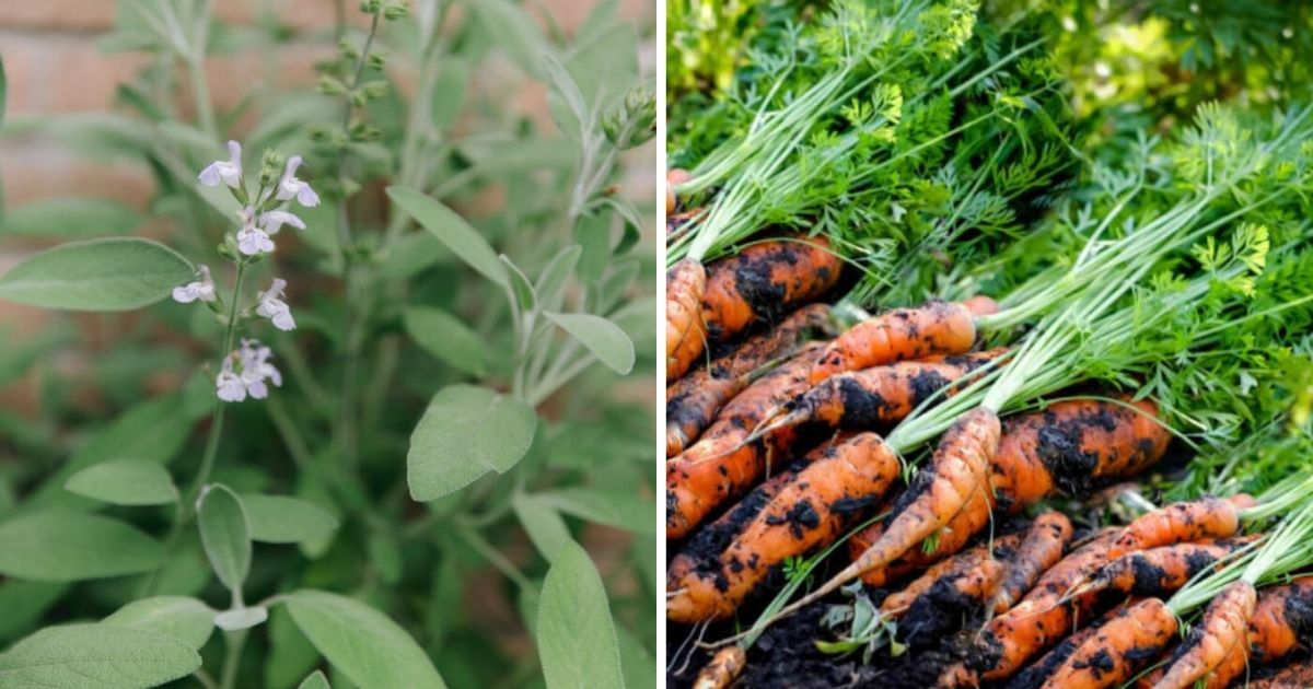 7 Plants That Will Naturally Color Your Hair