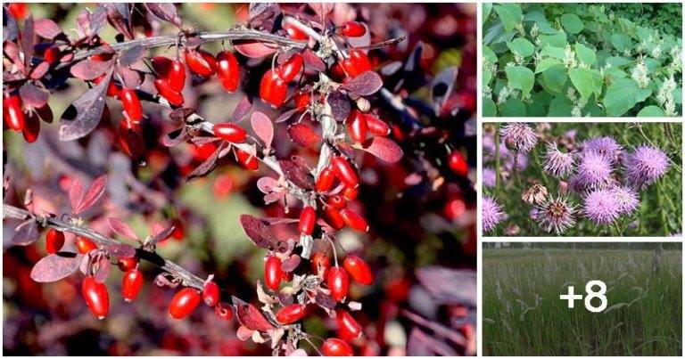 12 Most Invasive Plant Species