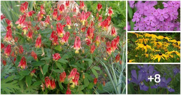 12 Beautiful Landscape Perennial Plants