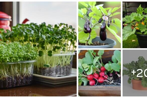 20 Beautiful Ways to Repurpose Oyster Shells