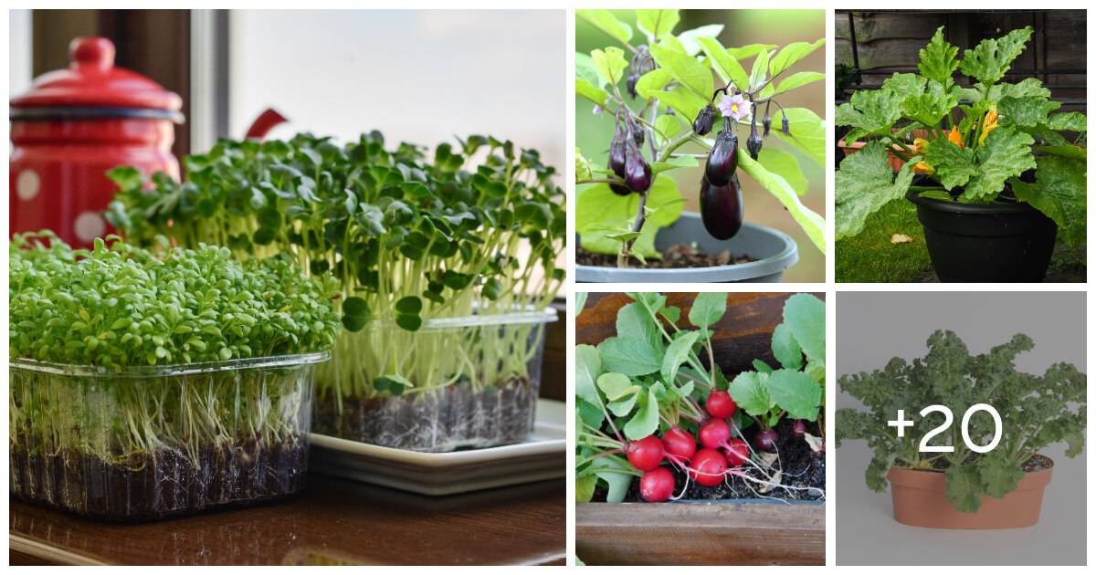 25 Best Edible Plants To Grow In Containers And Pots