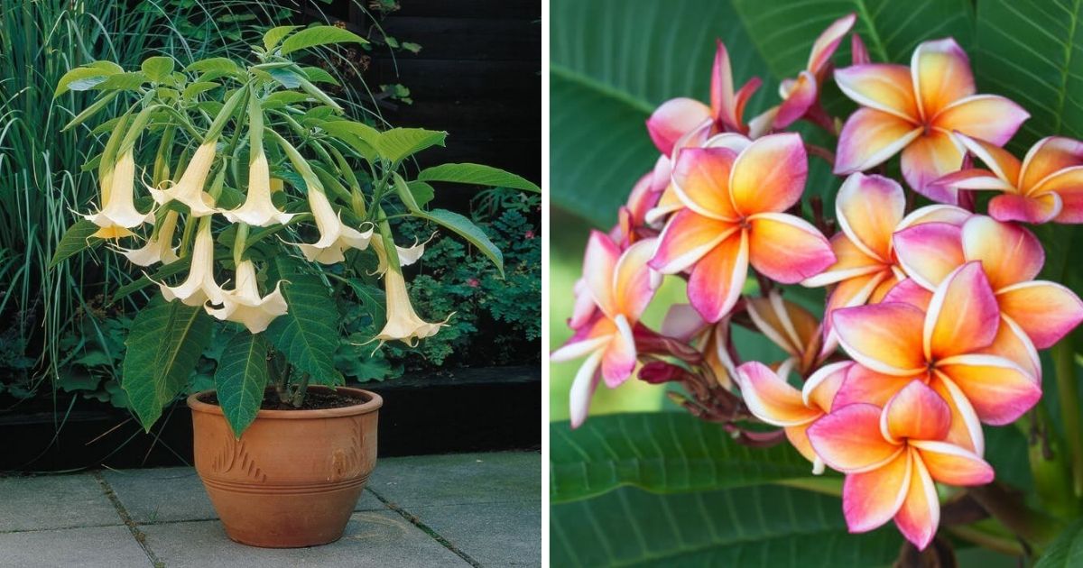 Amazing Benefits of Impepho As A Spiritual And Healing Herb