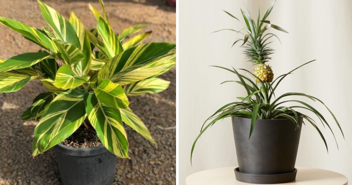 27 Best Houseplants To Spruce Up Indoor Living Space