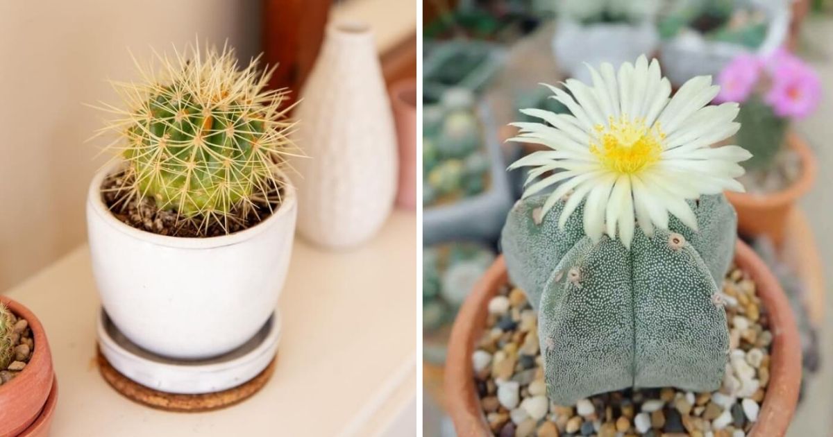 11 Indoor Cactus Plants That Are Easy to Grow and Beautiful
