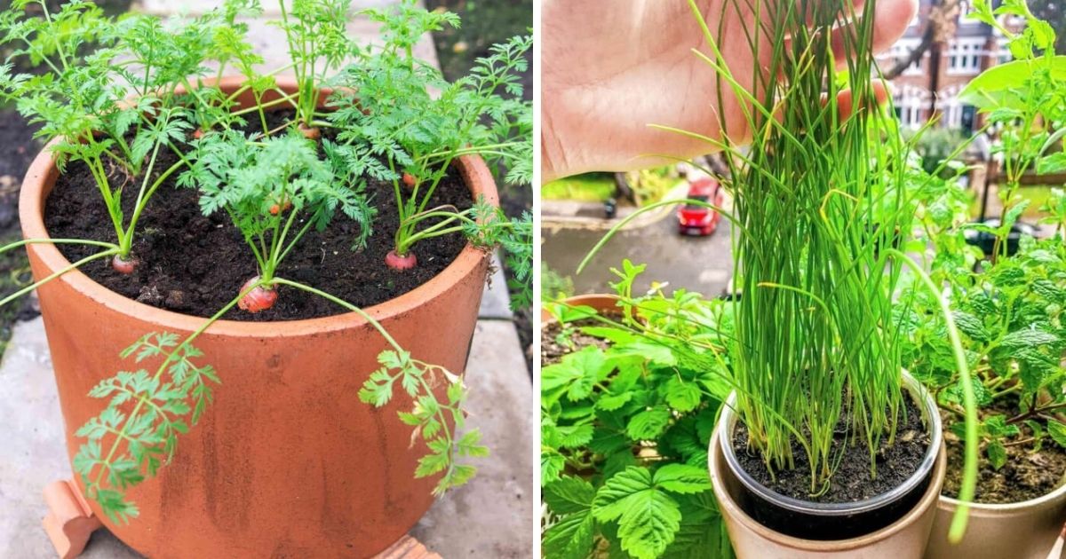 25 Best Edible Plants To Grow In Containers And Pots