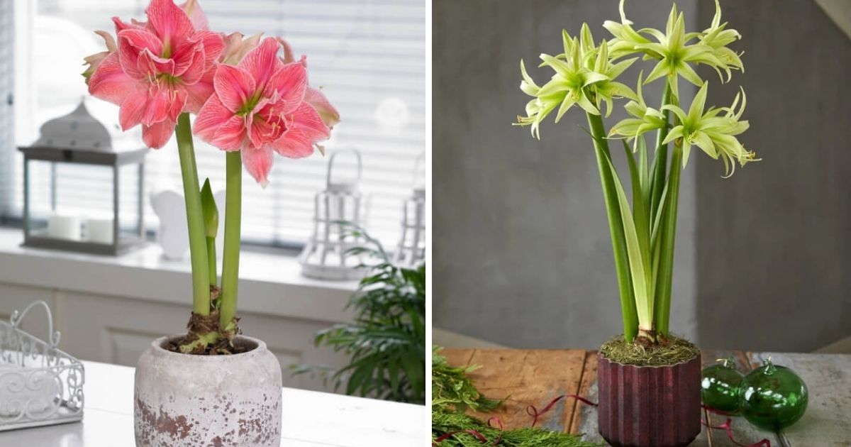 16 Awesome Amaryllis To Grow In Pots