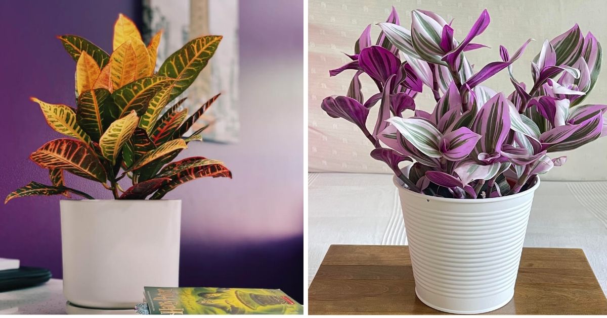 6 Most Colorful Houseplants You Will Love Indoors