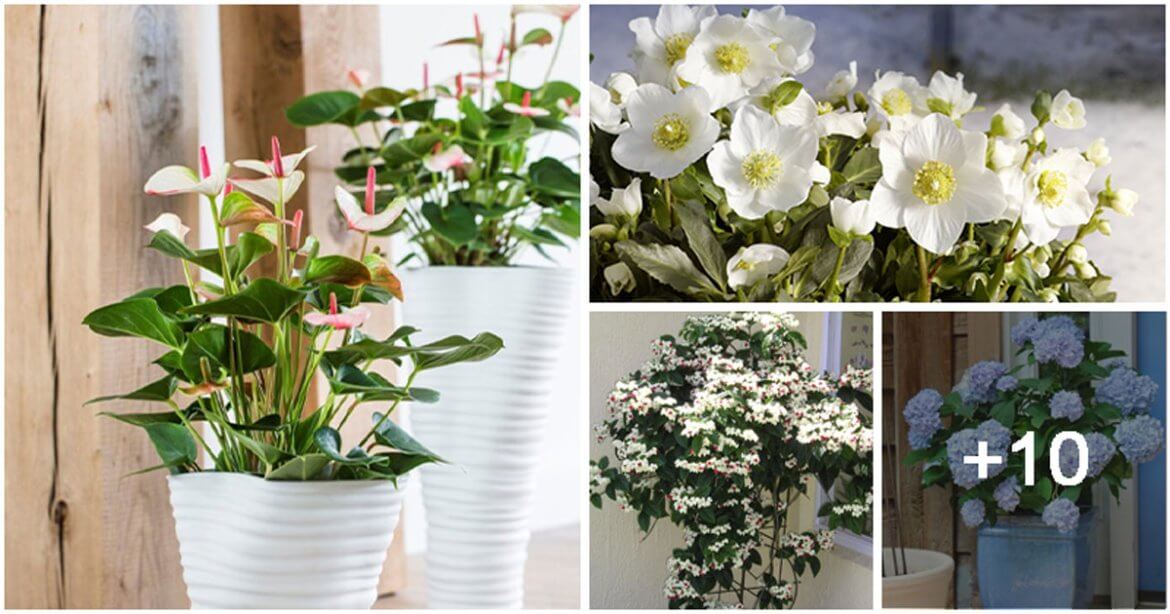 14 Beautiful Christmas Flowers For The Upcoming Holidays