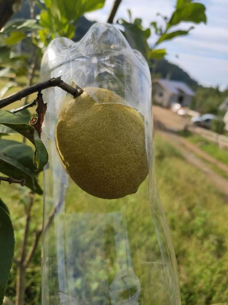 18 Genius Free Garden Hacks