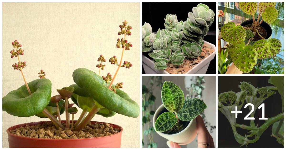 26 Houseplants Feature The Strangest Leaves