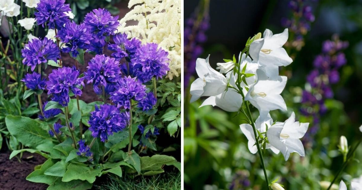15 Best Beautiful Types of Bellflowers