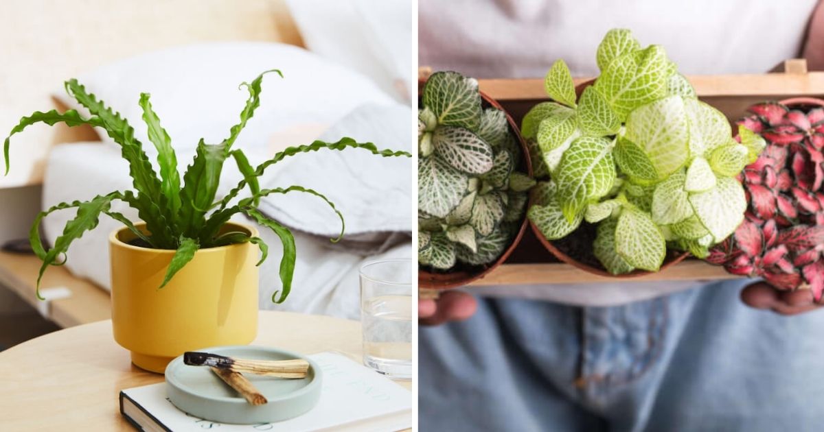 21 Plants That Are Happy To Live On Top Of Your Refrigerator