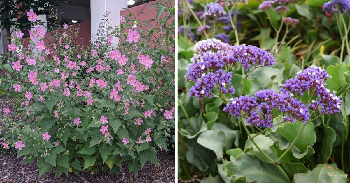 17 Best Beach Plants That Grow Well In Your Home and Garden