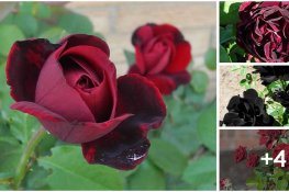 Check Out These 36 Inspiring French Tip Toe Pictures And A Guide To ...