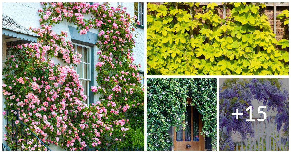 19 Climbing Plants To Beautify Your Landscaping