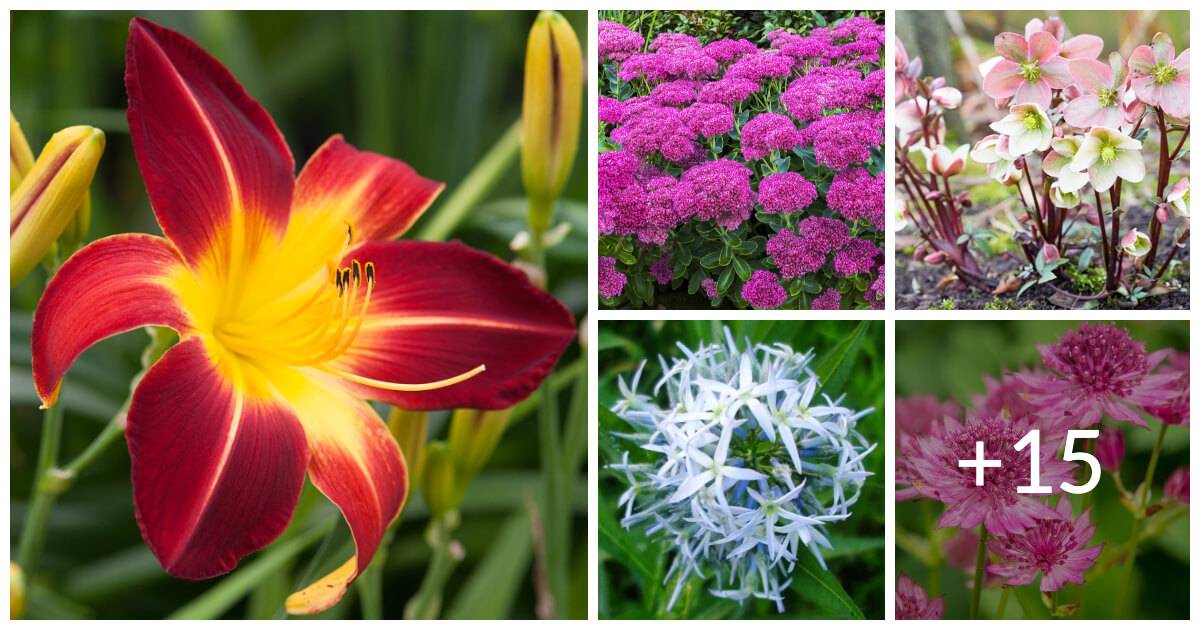 Enjoy These 20 Perennial Plants And Flowers In Your Garden