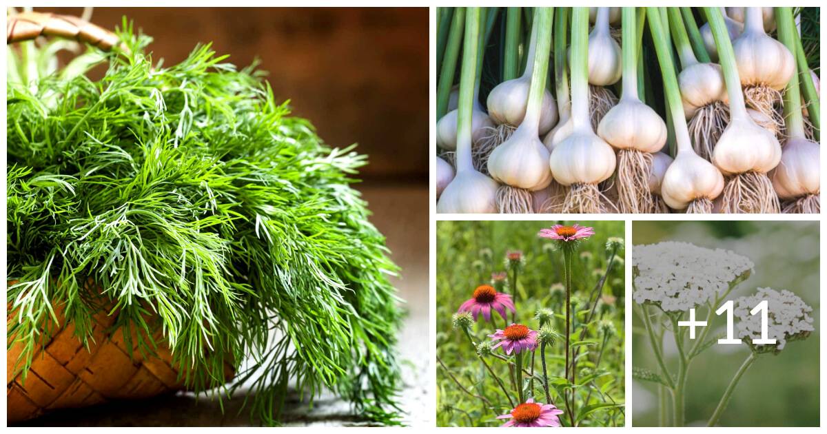 15 Therapeutic Plants You Can Grow And Harvest