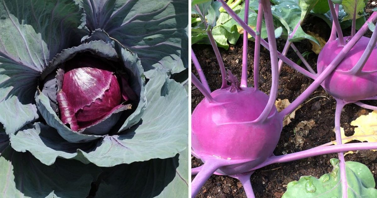 15 Easy-To-Grow Purple Vegetables That Contain High Nutrients