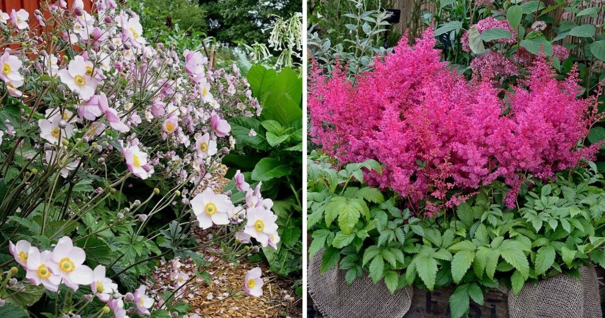 8 Beautiful Shade-Loving Flowers to Transform Shady Spaces