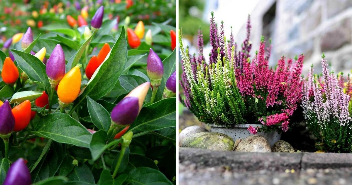 19 Type Of Plants To Grow In Your Flower Boxes
