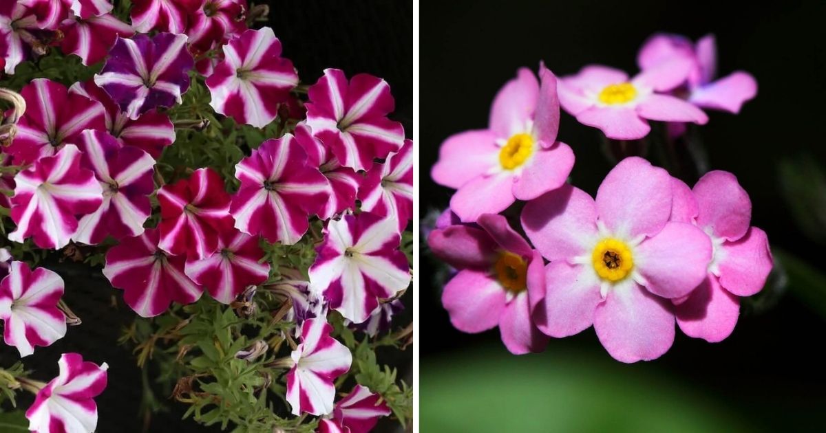 11 Best Trailing Houseplants For Your Bathroom