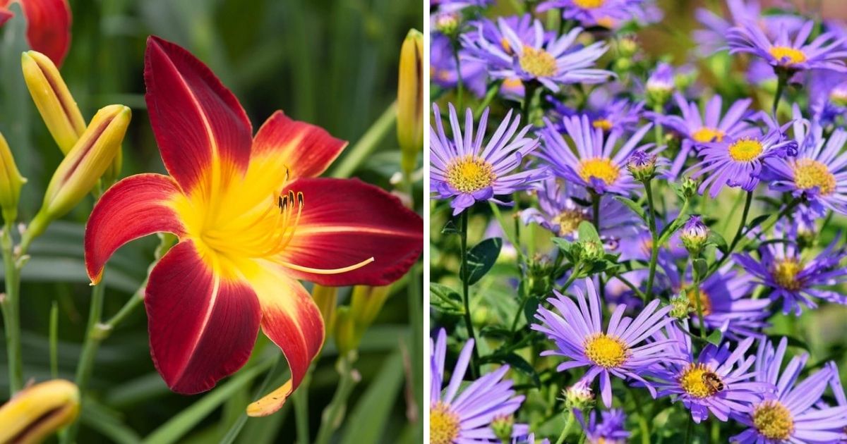 20 Best Perennial Plants and Flowers That Return Every Year