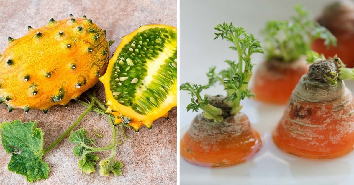 8 Edible Foods That Can Regrow From Their Tops