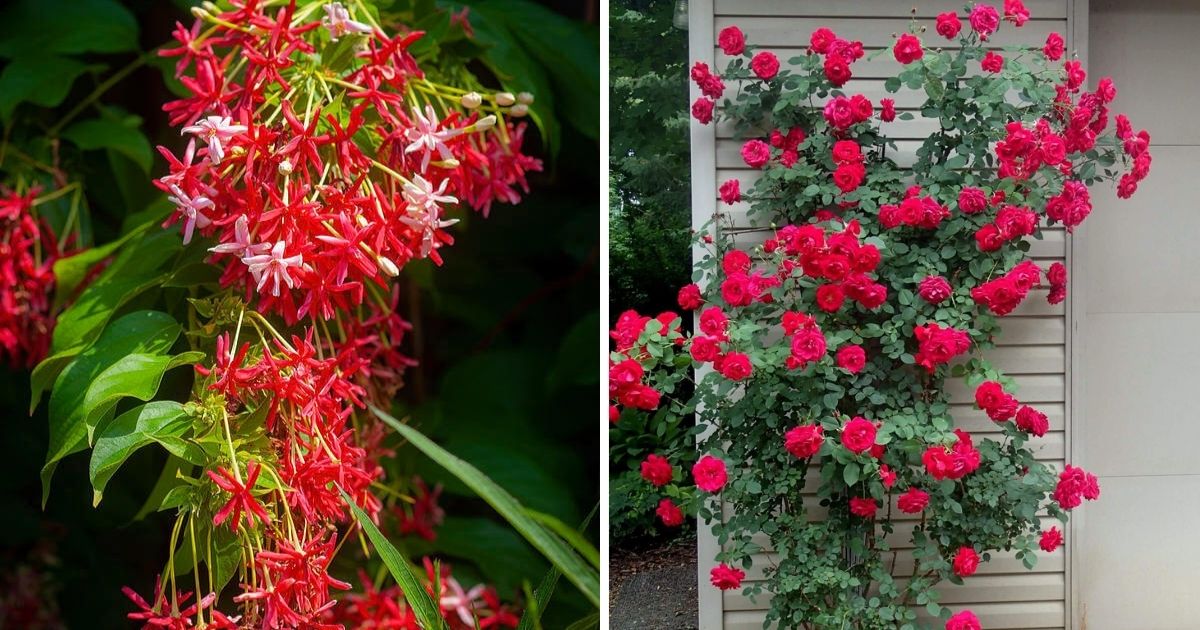 12 Beautiful Trailing Plants That Display Red Blooms