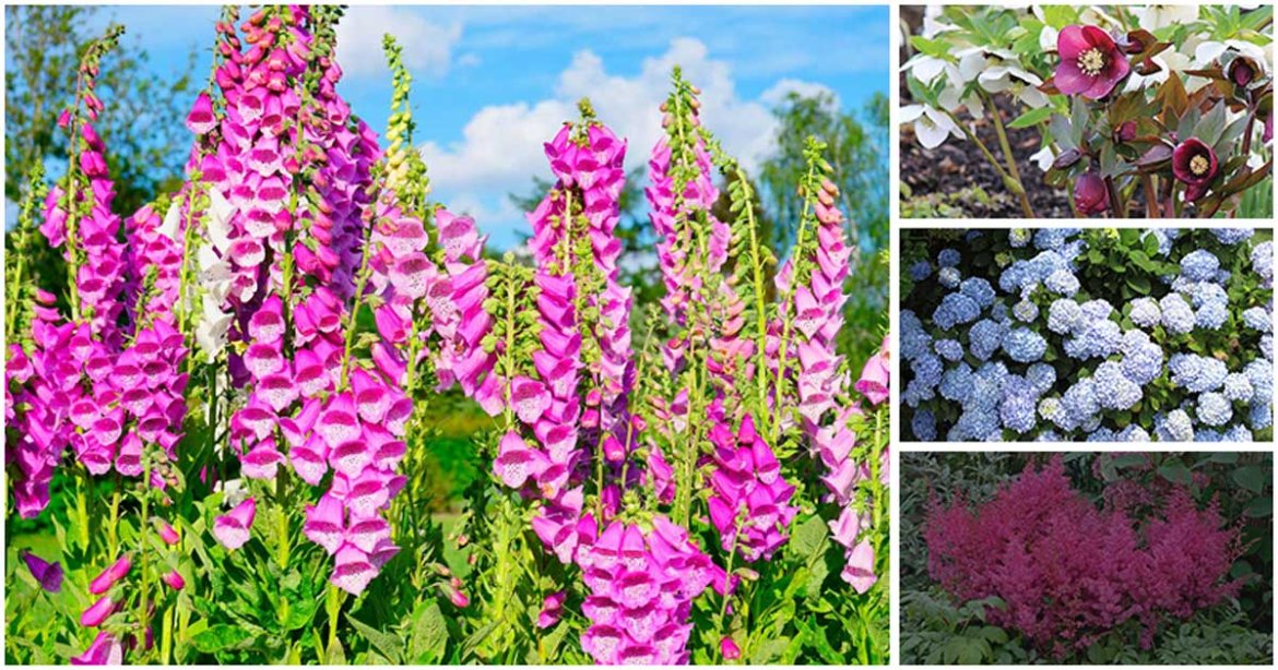 8 Beautiful Shade-loving Flowers
