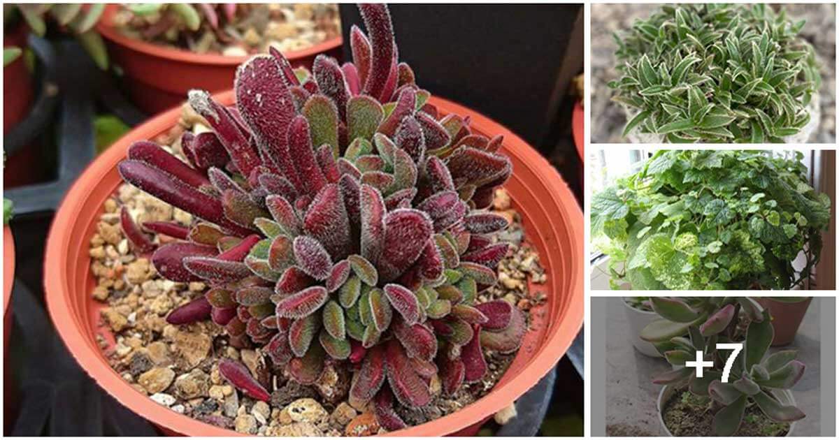 11 Beautiful Indoor Plants That Have Soft Leaves
