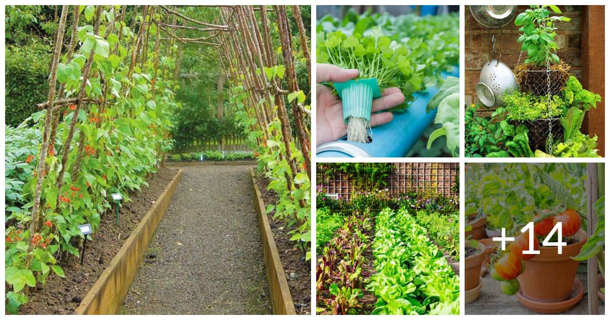 The 20 Best Vegetable Garden Layouts To Try