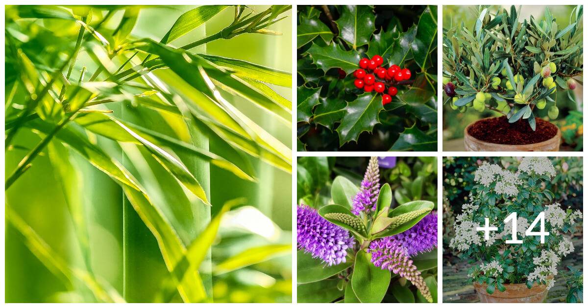 19 Gorgeous Evergreen Shrubs You Will Love