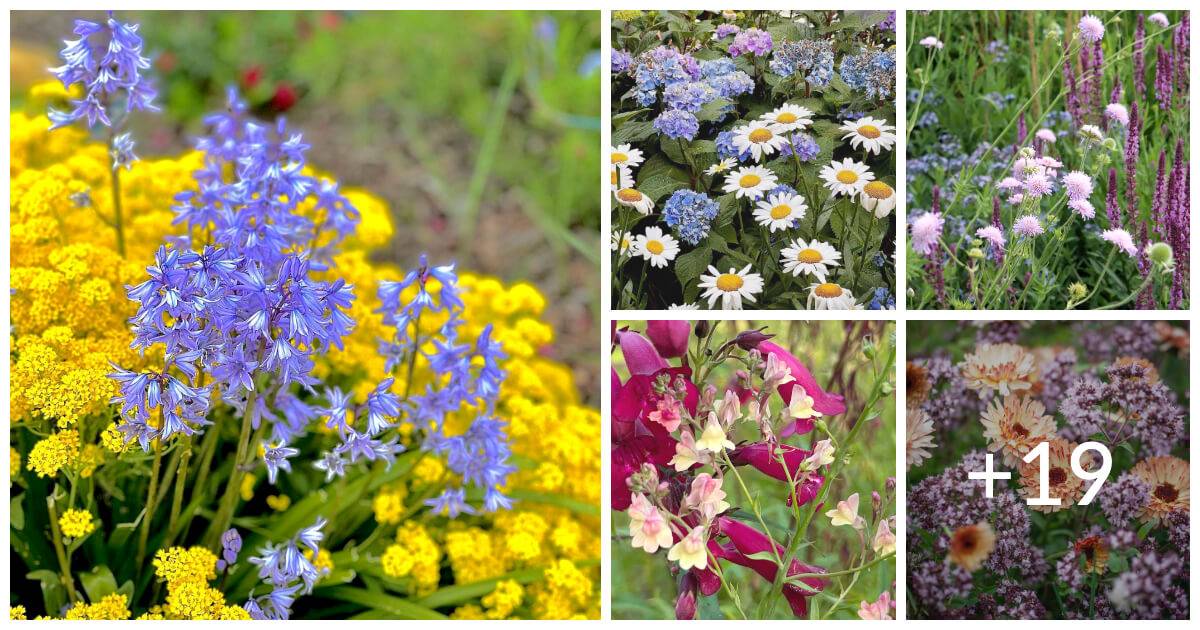 24 Flower Combinations That Are Born For Each Other