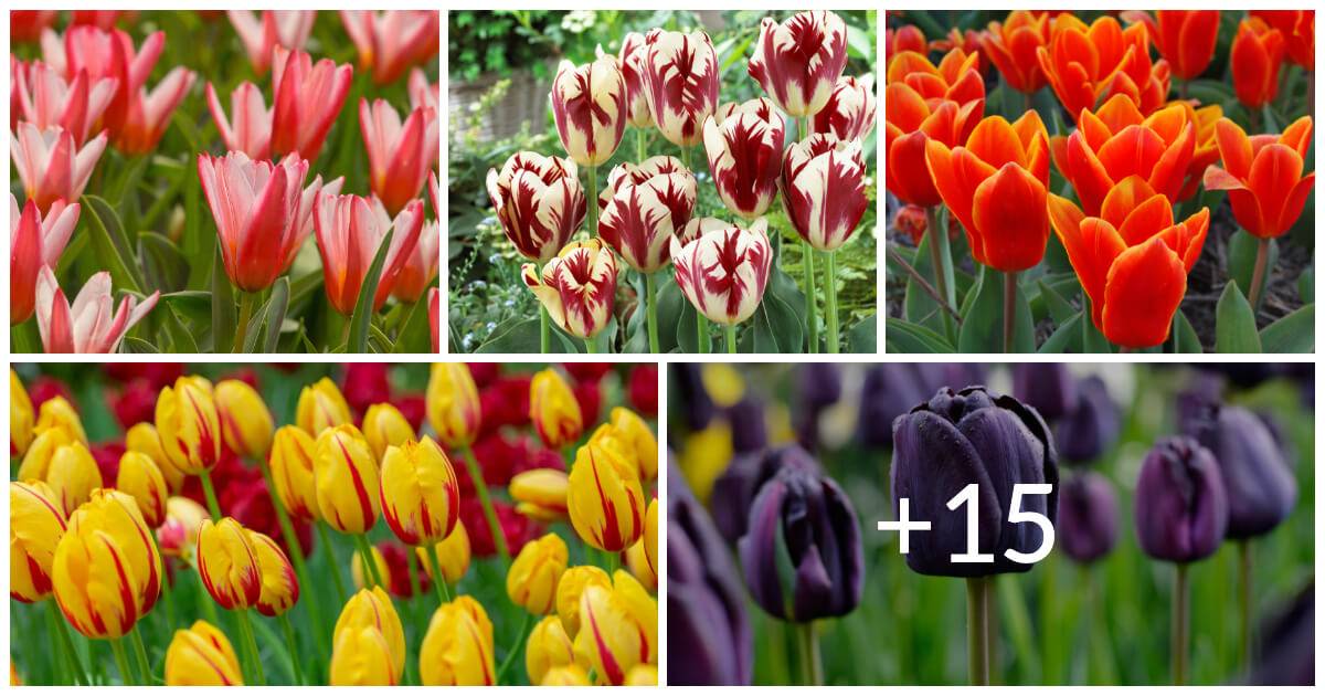 20 Types Of Tulips That Feature The Most Beautiful And Unique Colors