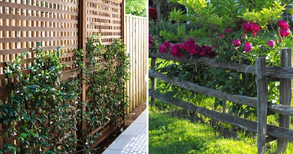 20 Cheap DIY Garden Privacy Screen Ideas to Keep Neighbors from Snooping