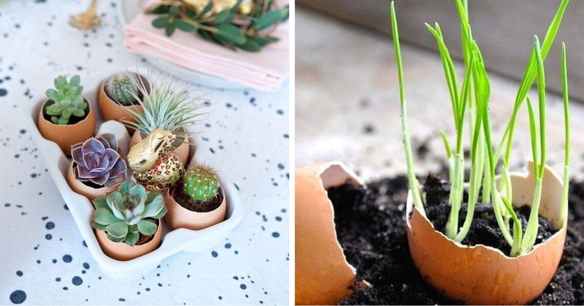 22 Creative DIY Eggshell Planters To Add Interest To Your Indoor Garden
