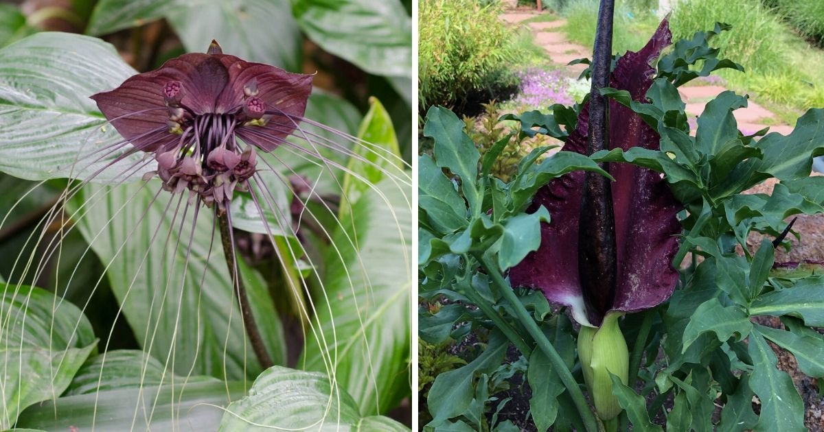 11 'Ugly' Flowers To Add Whimsy and Interest to Your Garden