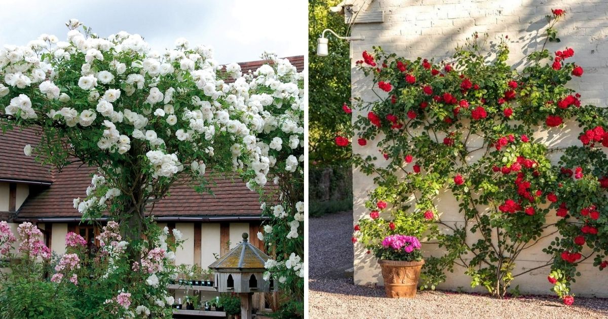 Best 15 Climbing Rose Flowers On Trellis Ideas