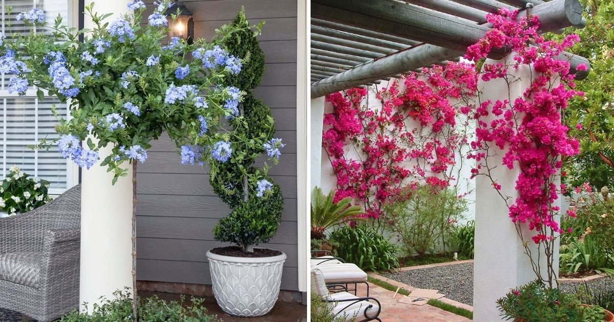 15 Best Vining Plants For Your Patio